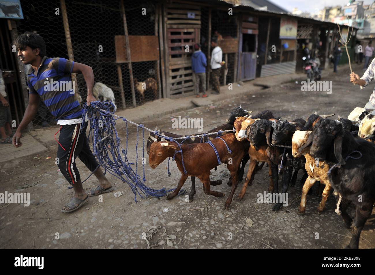 Goat dragging hi-res stock photography and images - Alamy