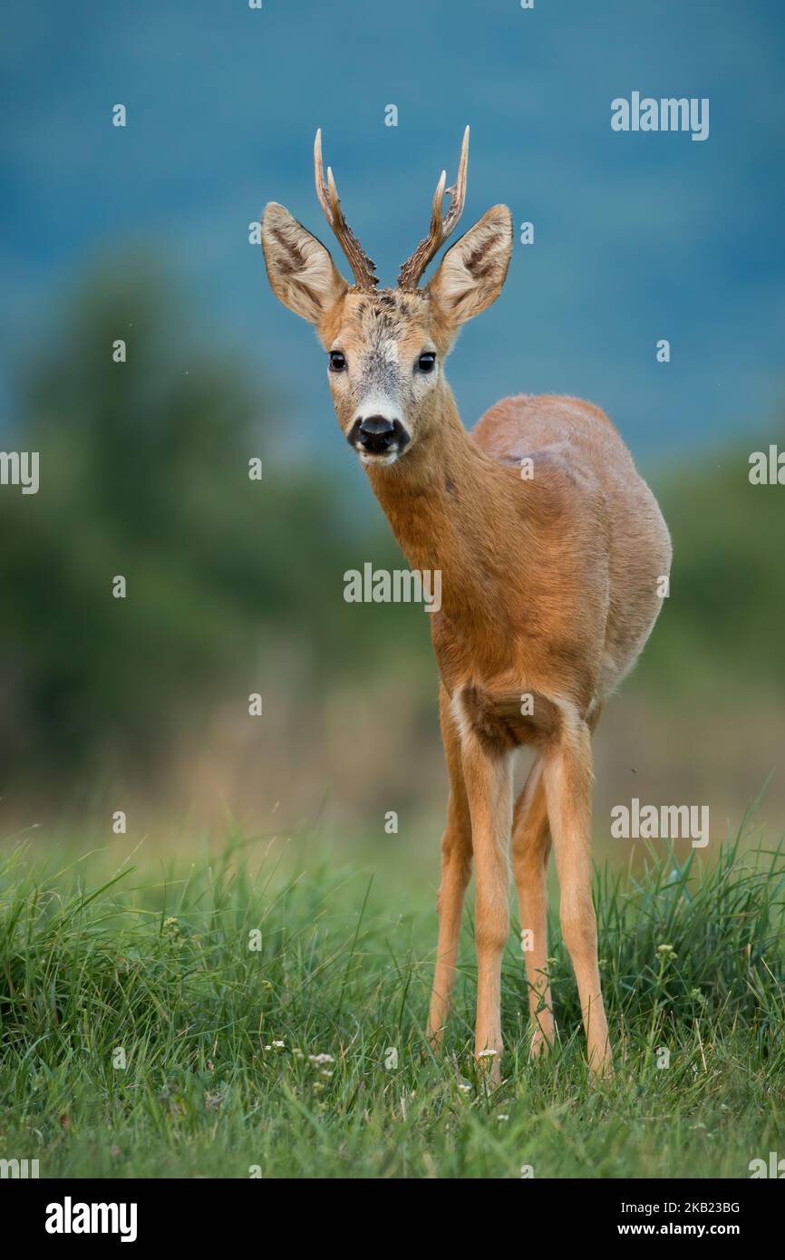 Staring vertical hi-res stock photography and images - Alamy