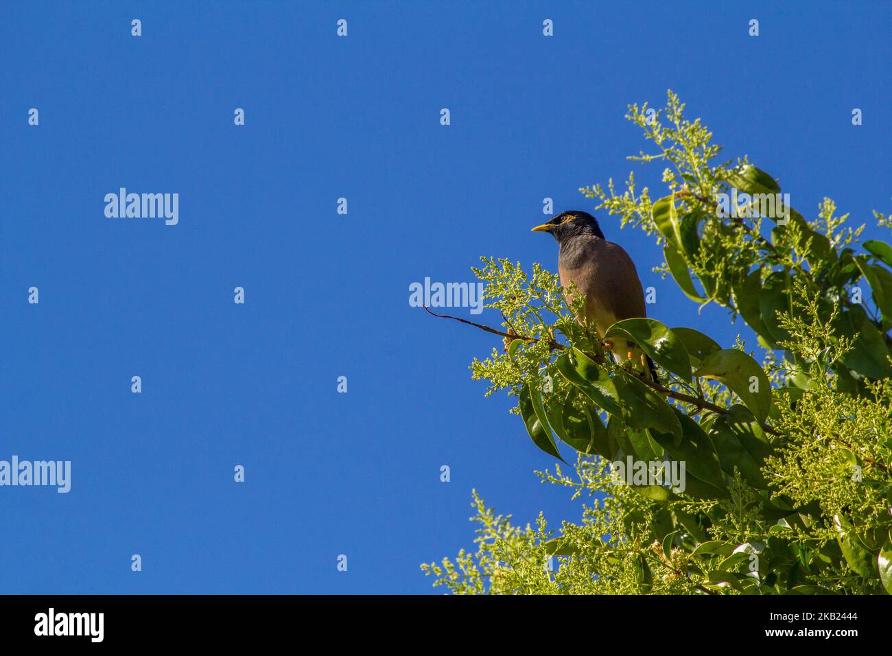 An Australian Common Myna (Acridotheres tristis) perching on the branch ...