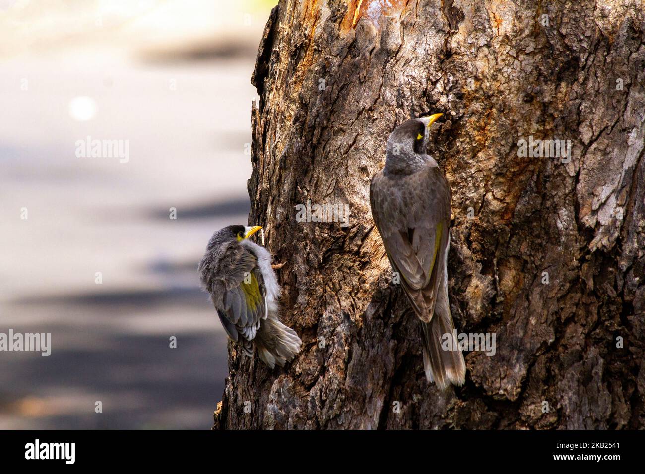 Australian noisy miner bird photo hi-res stock photography and images ...