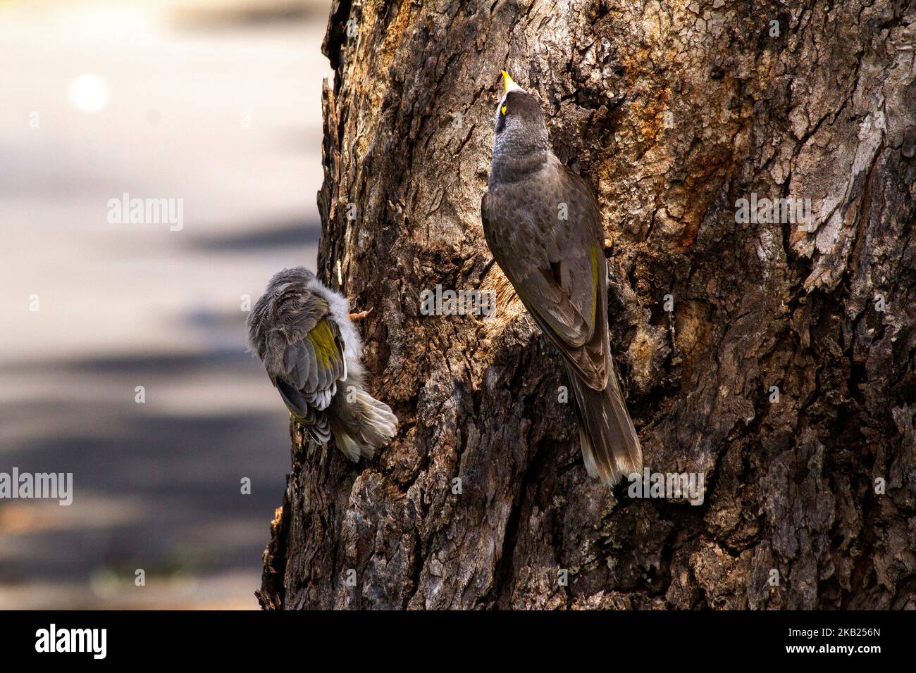 Australian noisy miner bird photo hi-res stock photography and images ...