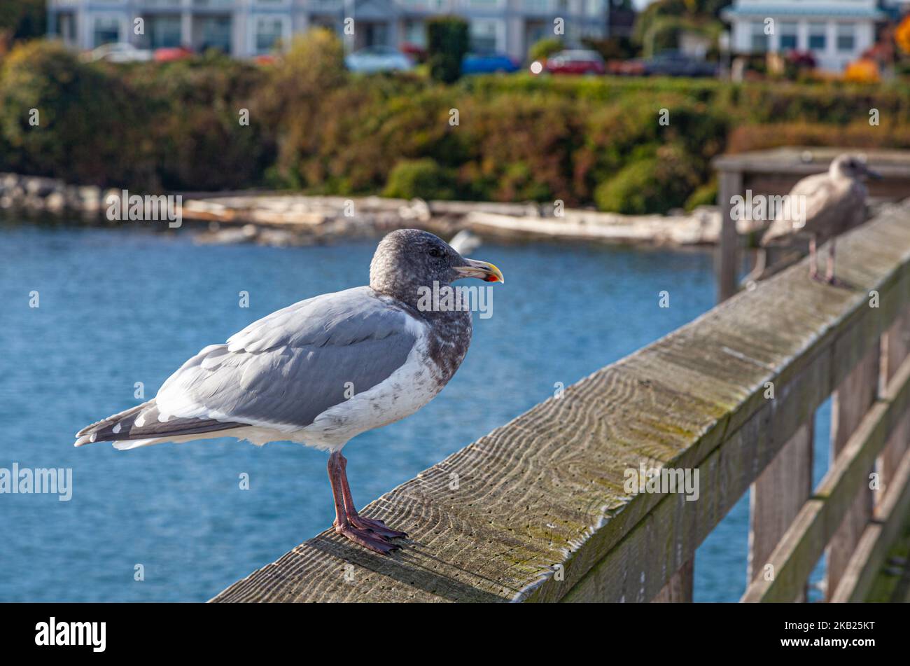 British resident bird hi-res stock photography and images - Alamy