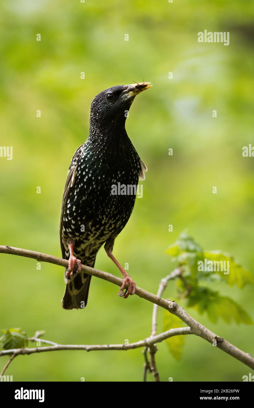 Common starling holding insect in beak on twig in summer Stock Photo ...