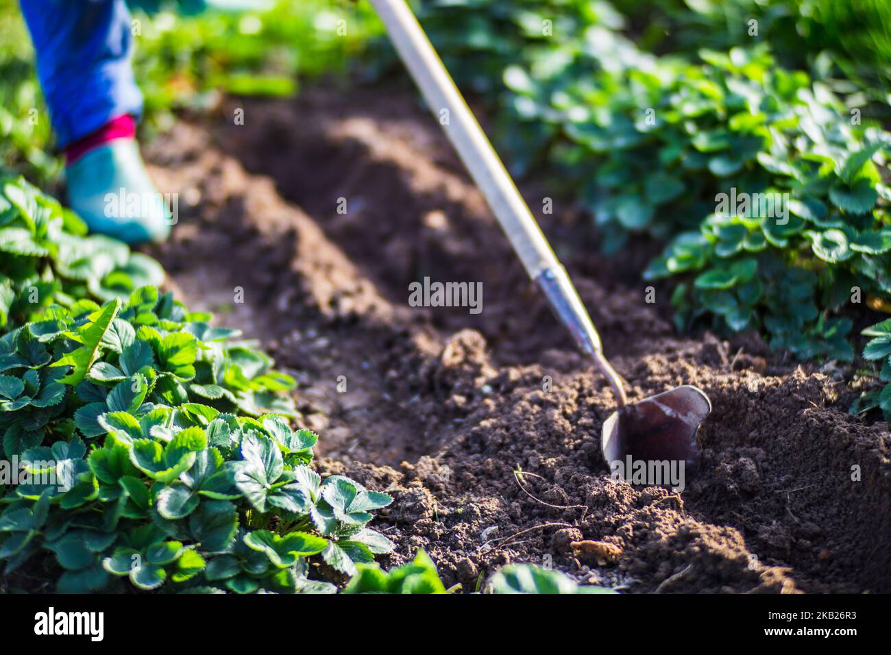 Farmer cultivating land in the garden with hand tools. Soil loosening ...