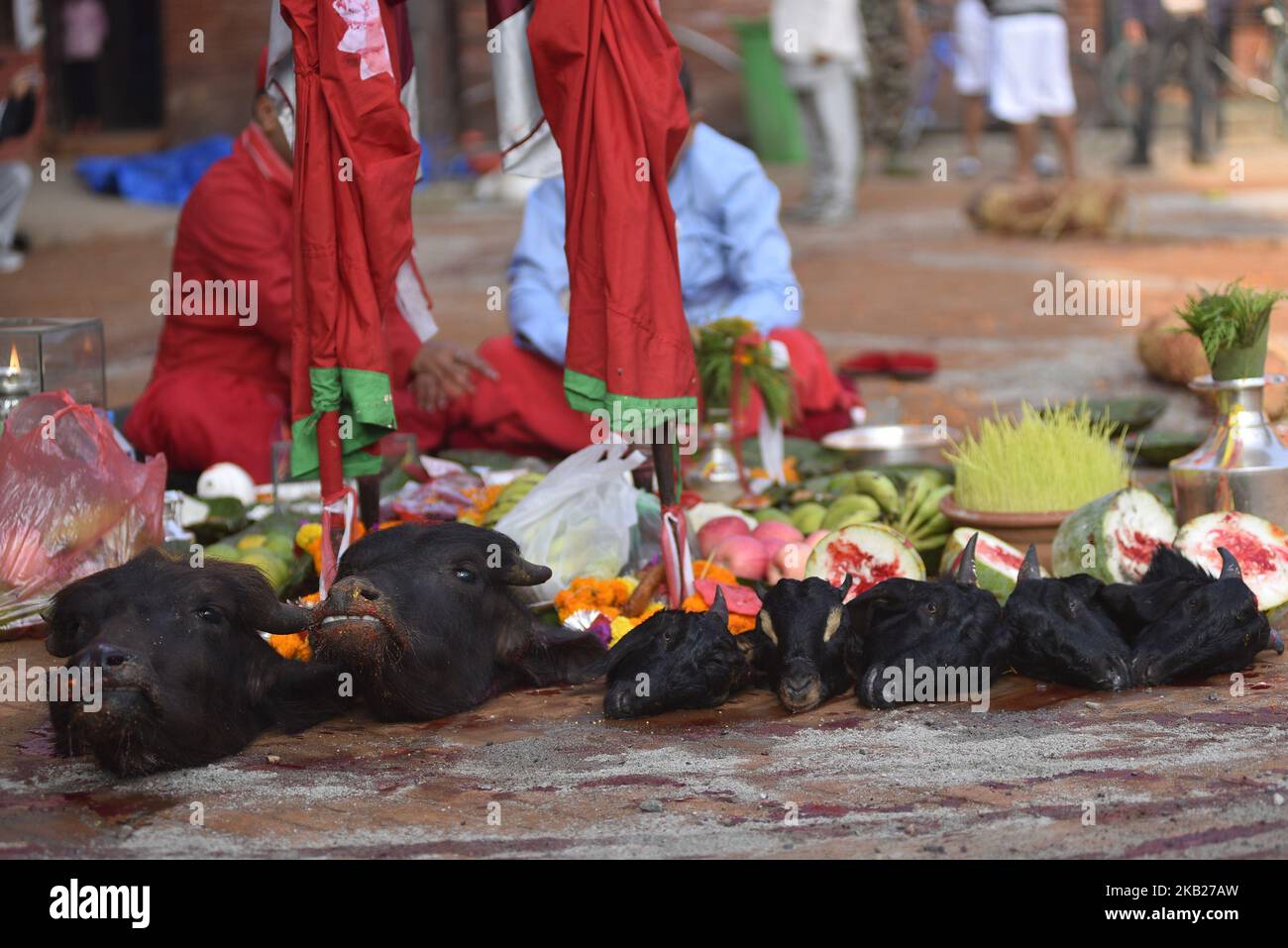 Heads of Goat and Buffalo as after slaughter on the occasion of Navami ...