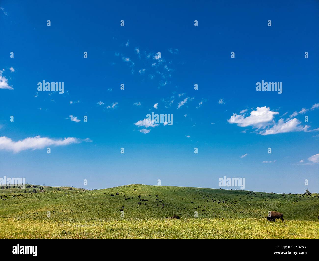 Bison in Summer, Custer State Park, South Dakota Stock Photo - Alamy