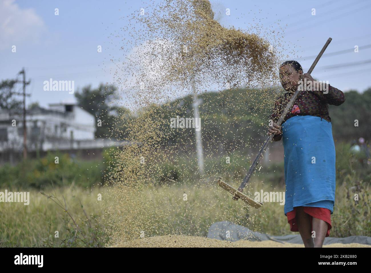 Rural woman winnowing wheat hi-res stock photography and images - Alamy