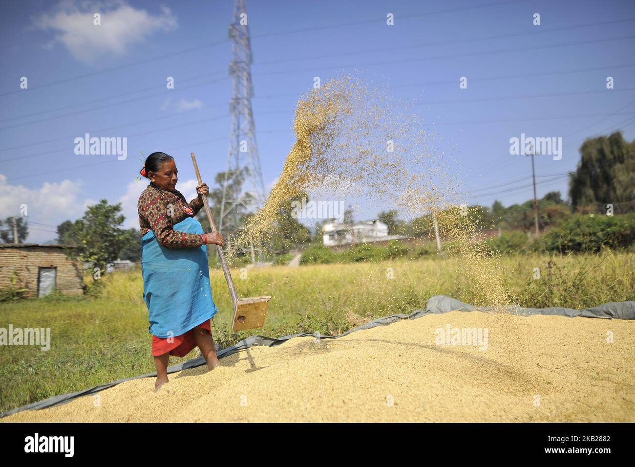 Rural woman winnowing wheat hi-res stock photography and images - Alamy