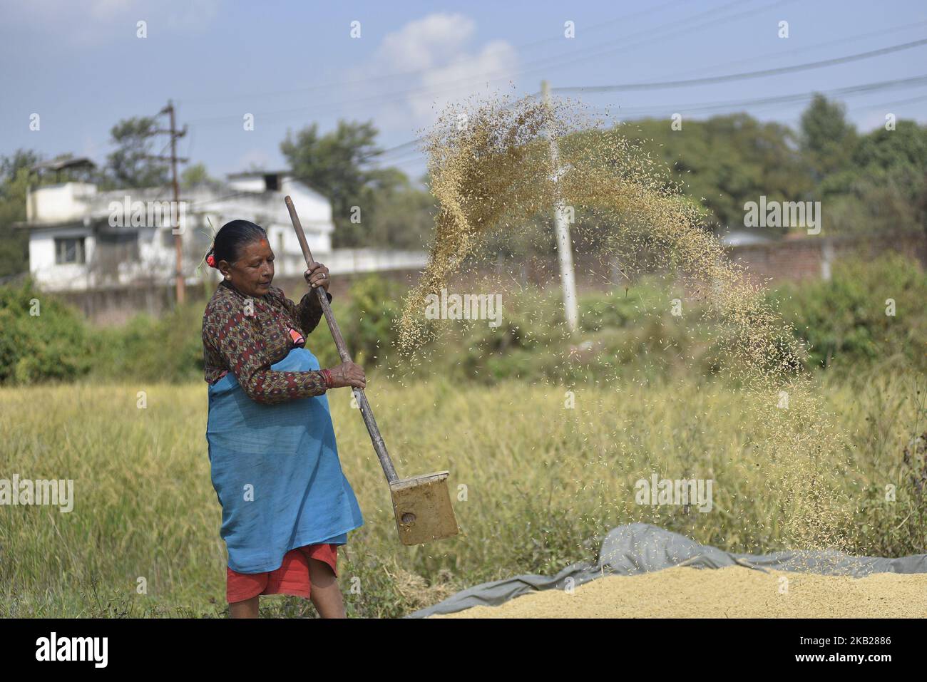 Rural woman winnowing wheat hi-res stock photography and images - Alamy