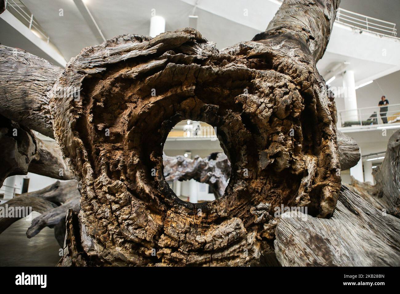 Detail of the installation "Root Land" by Chinese artist Ai Weiwei ...