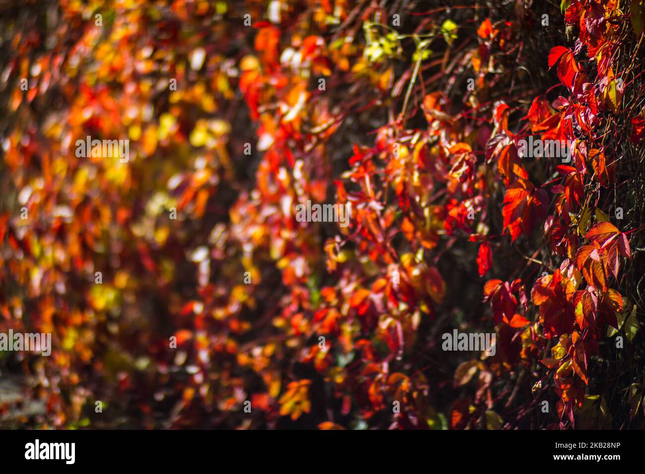 Tree branch with colorful autumn leaves close up. Autumn background ...