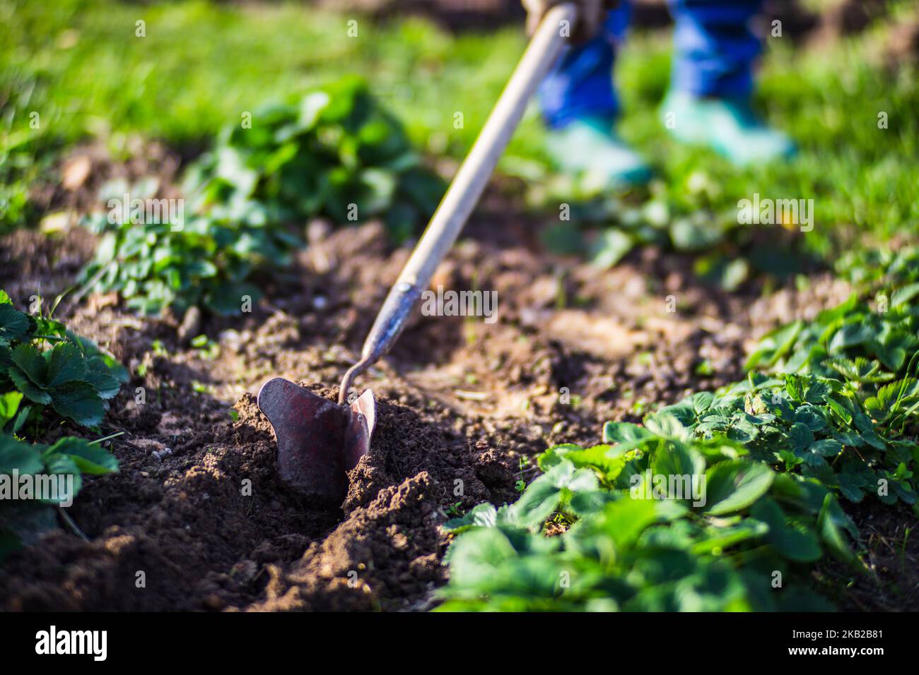 Farmer cultivating land in the garden with hand tools. Soil loosening ...