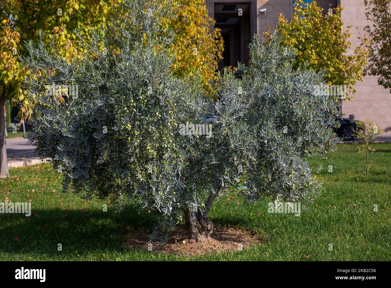 Garden olive tree hi-res stock photography and images - Alamy