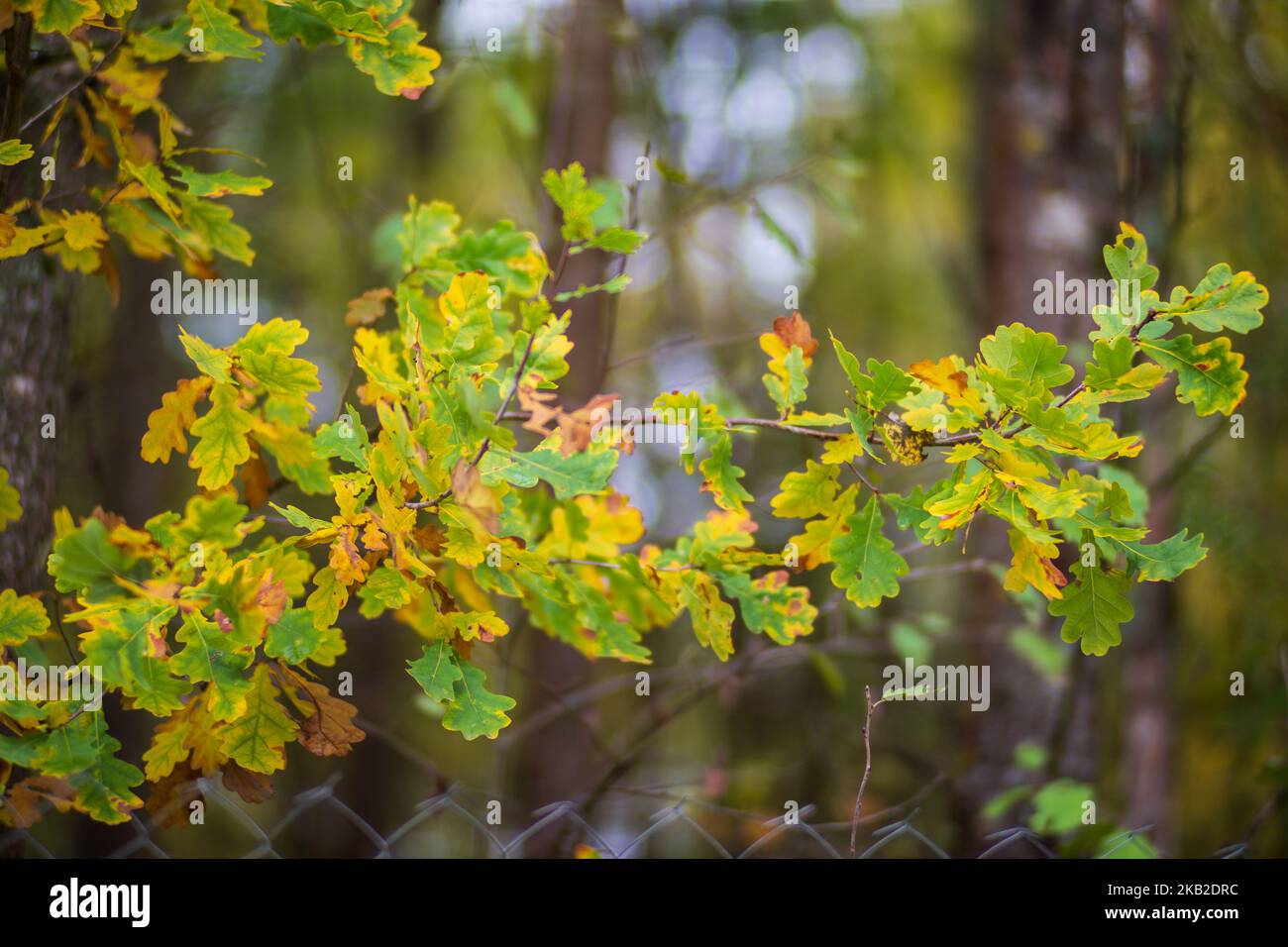 Tree branch with colorful autumn leaves close up. Autumn background ...