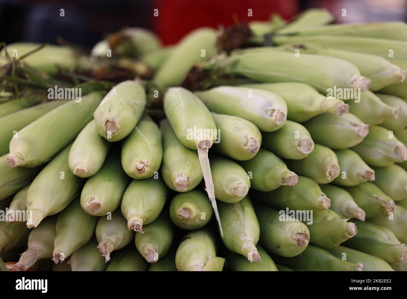 Corn on the cob on display at a the Union Square Farmers Market in New ...