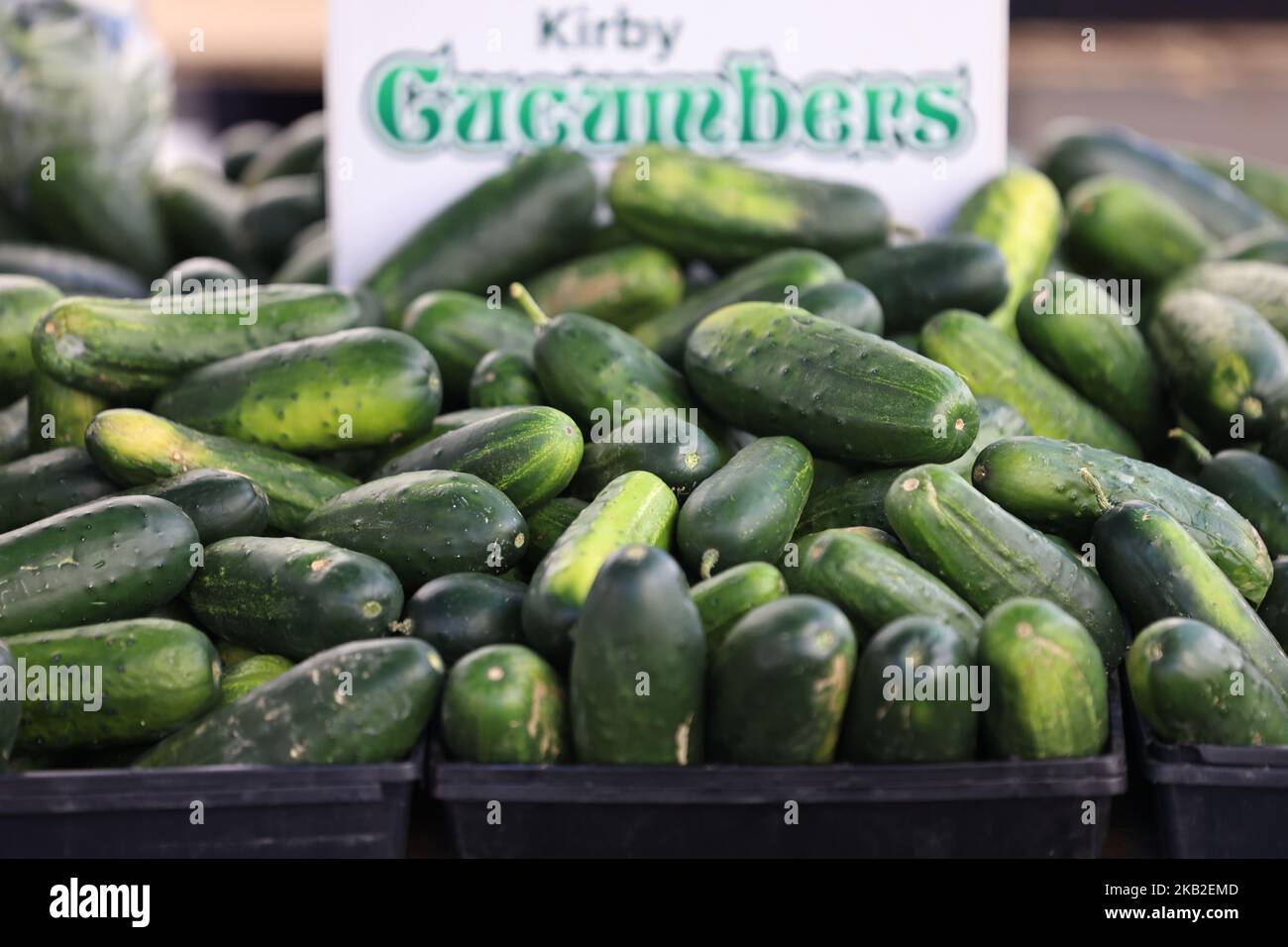 Cucumbers on display at a the Union Square Farmers Market in New York ...