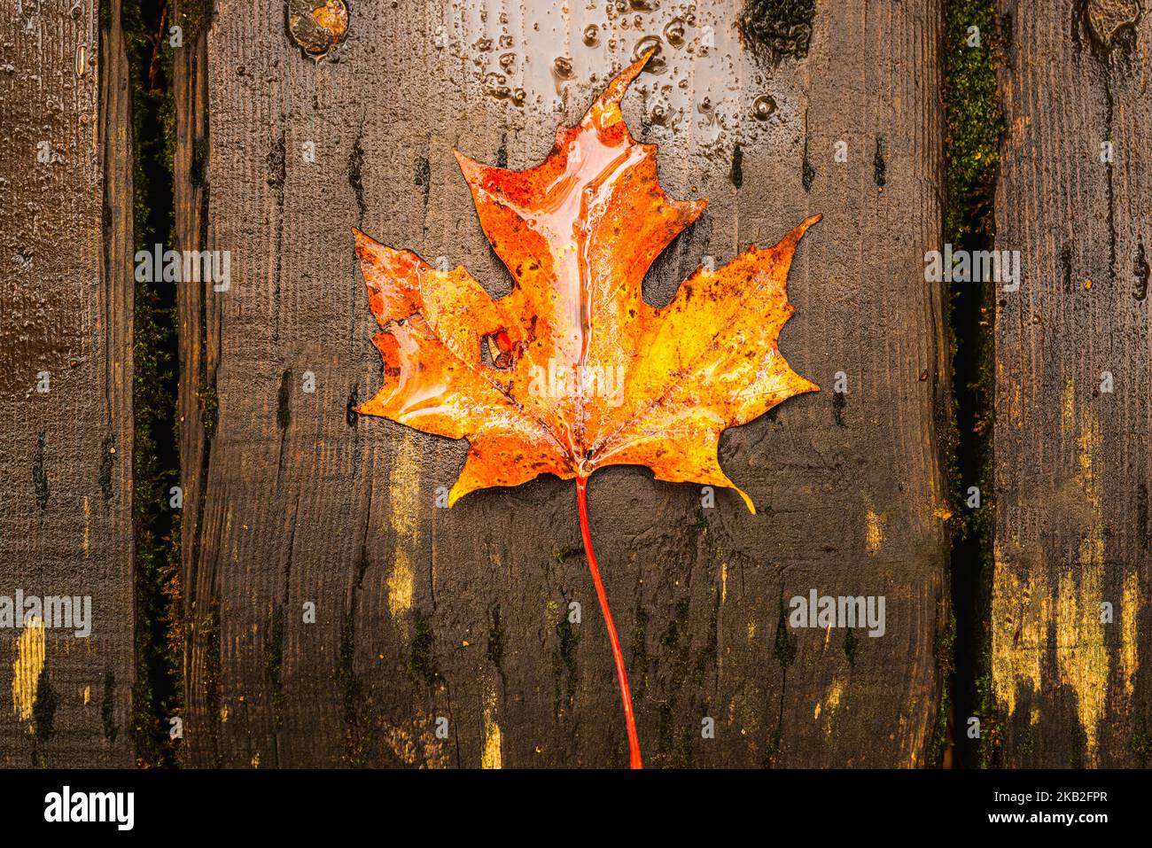 Maple Leaf colorful wooden walkway Stock Photo - Alamy