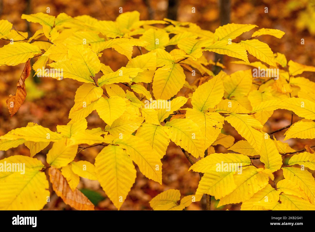Yellow leaves foliage and colors in background Stock Photo - Alamy