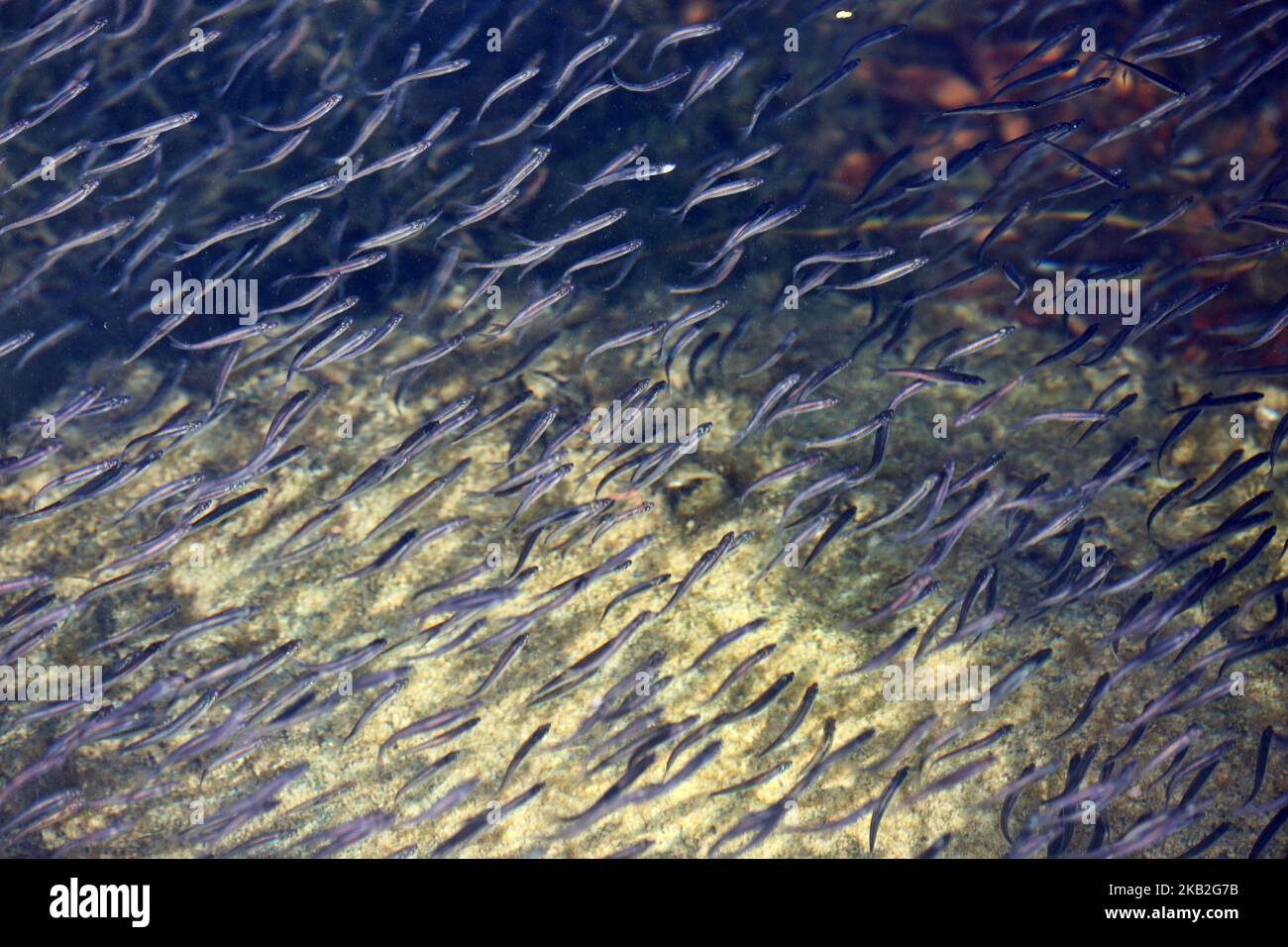 General jackson river boat hi-res stock photography and images - Alamy