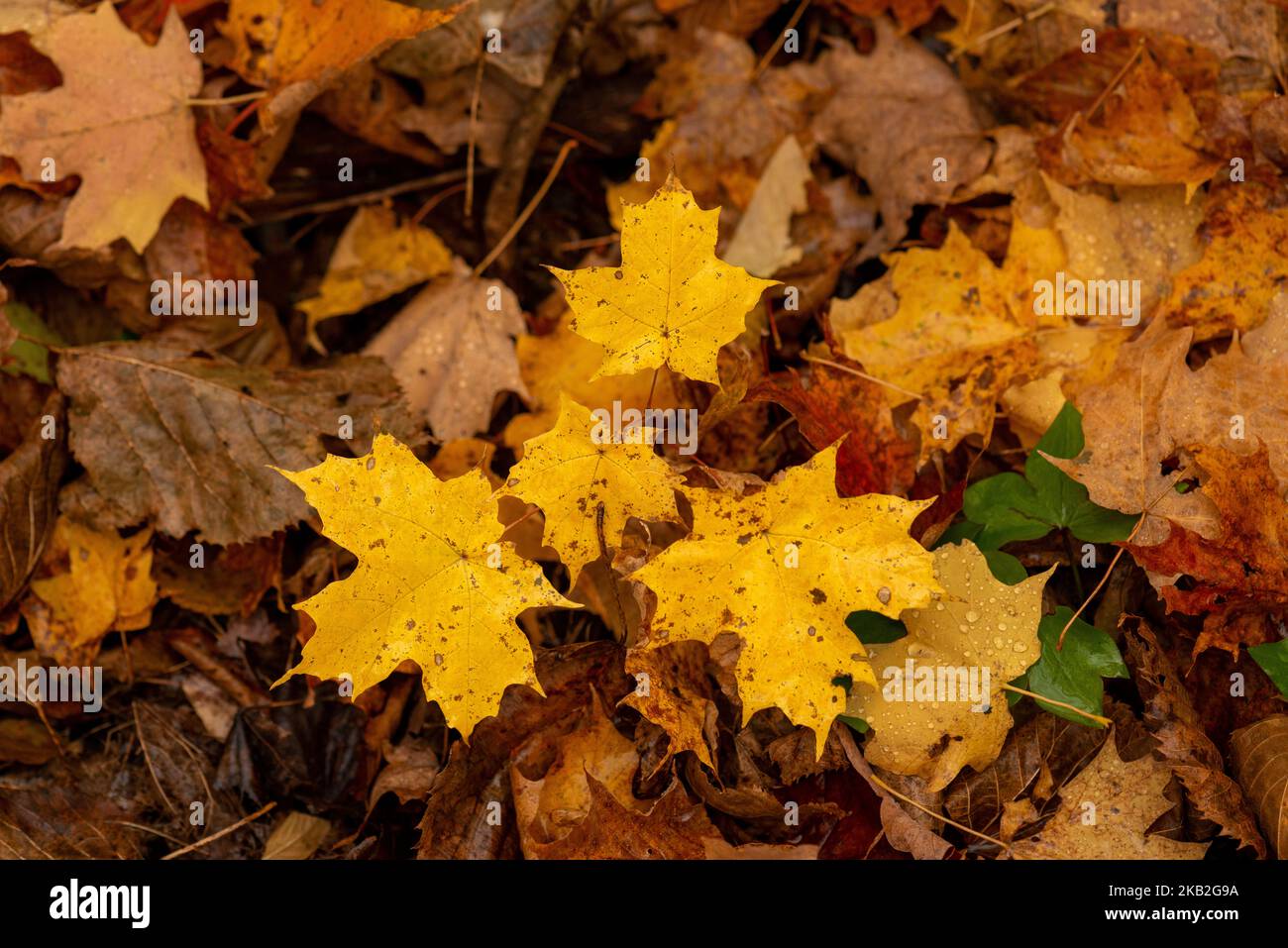 Yellow leaves in Fall - Foliage Stock Photo - Alamy