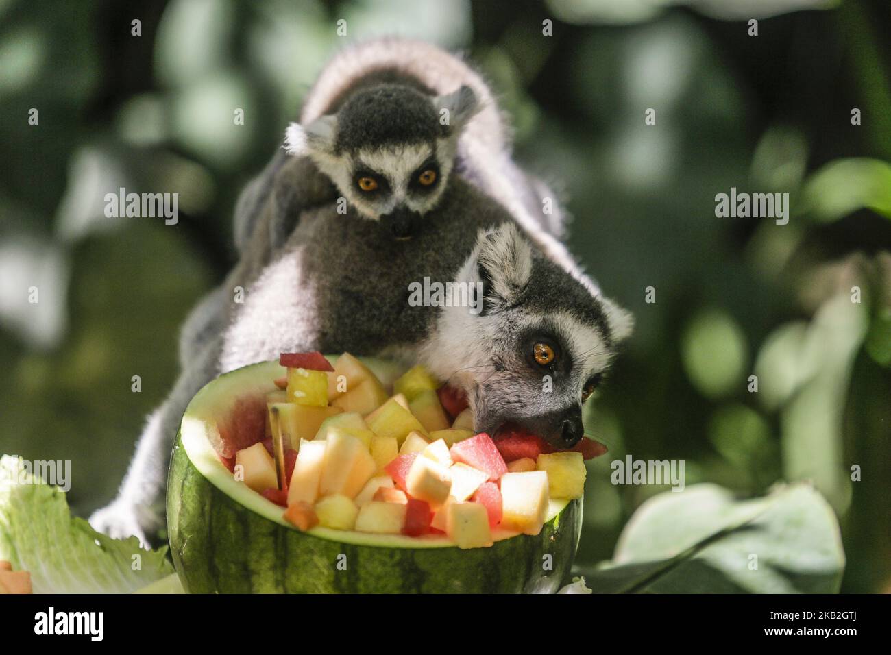 A ring-tailed lemur eats fruits during World Lemur Day celebration at ...