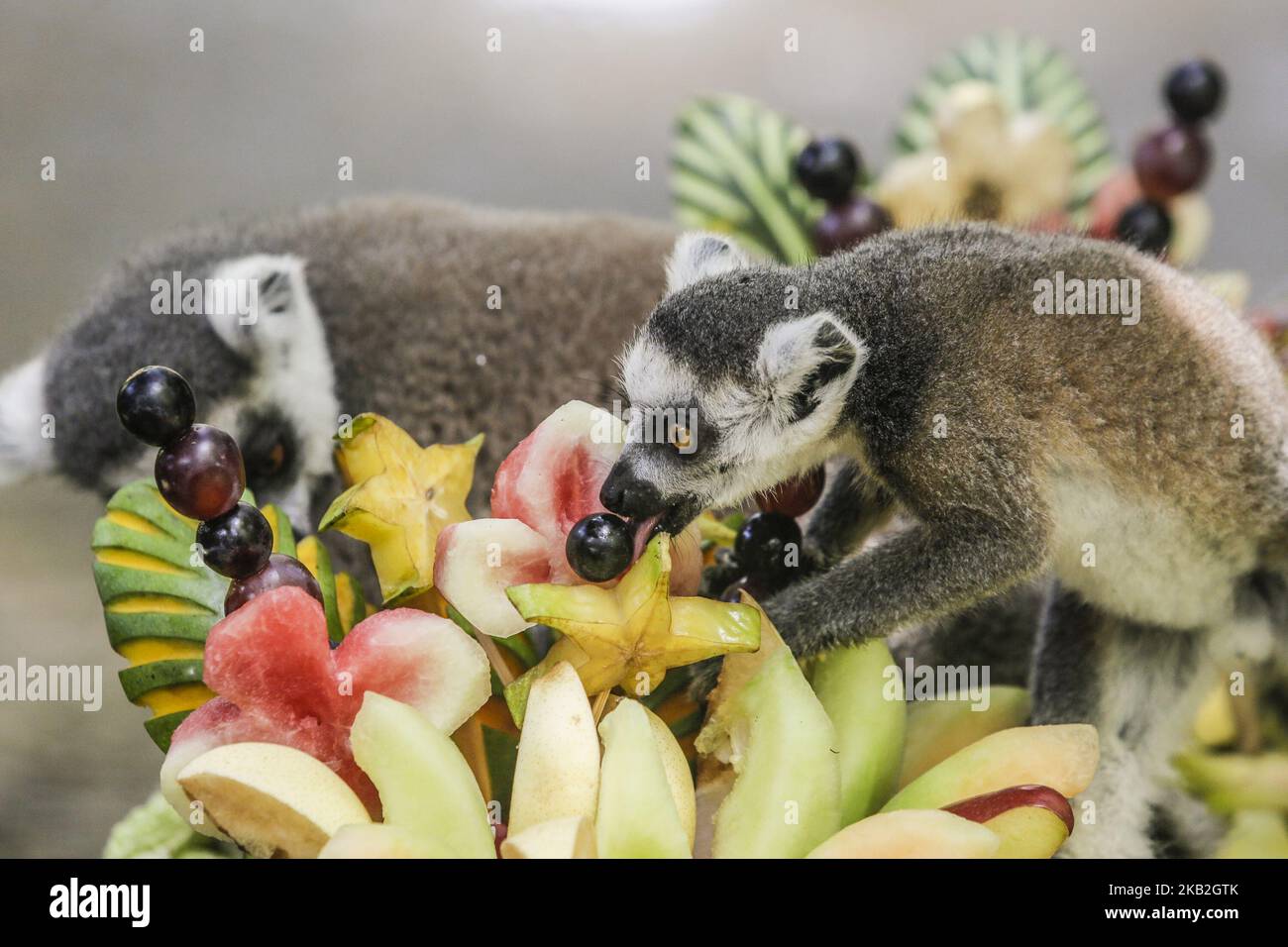 Ring tailed lemur eats fruits hi-res stock photography and images - Alamy