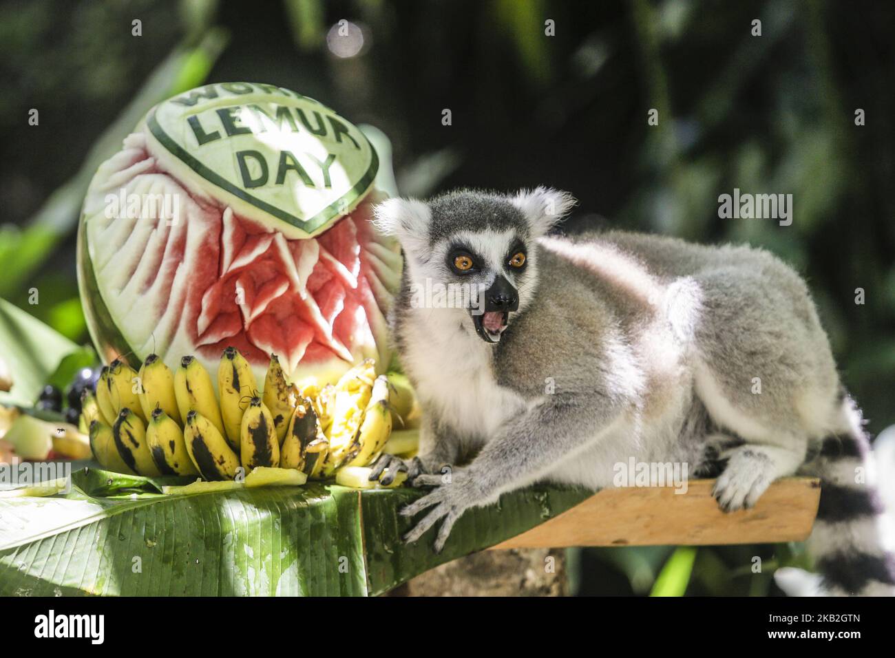 Ring tailed lemur eats fruits hi-res stock photography and images - Alamy