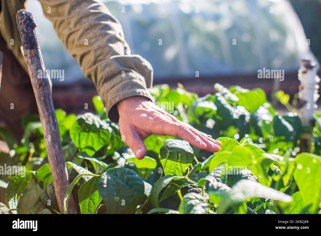 Farmer's hand touches agricultural crops close up. Growing vegetables ...