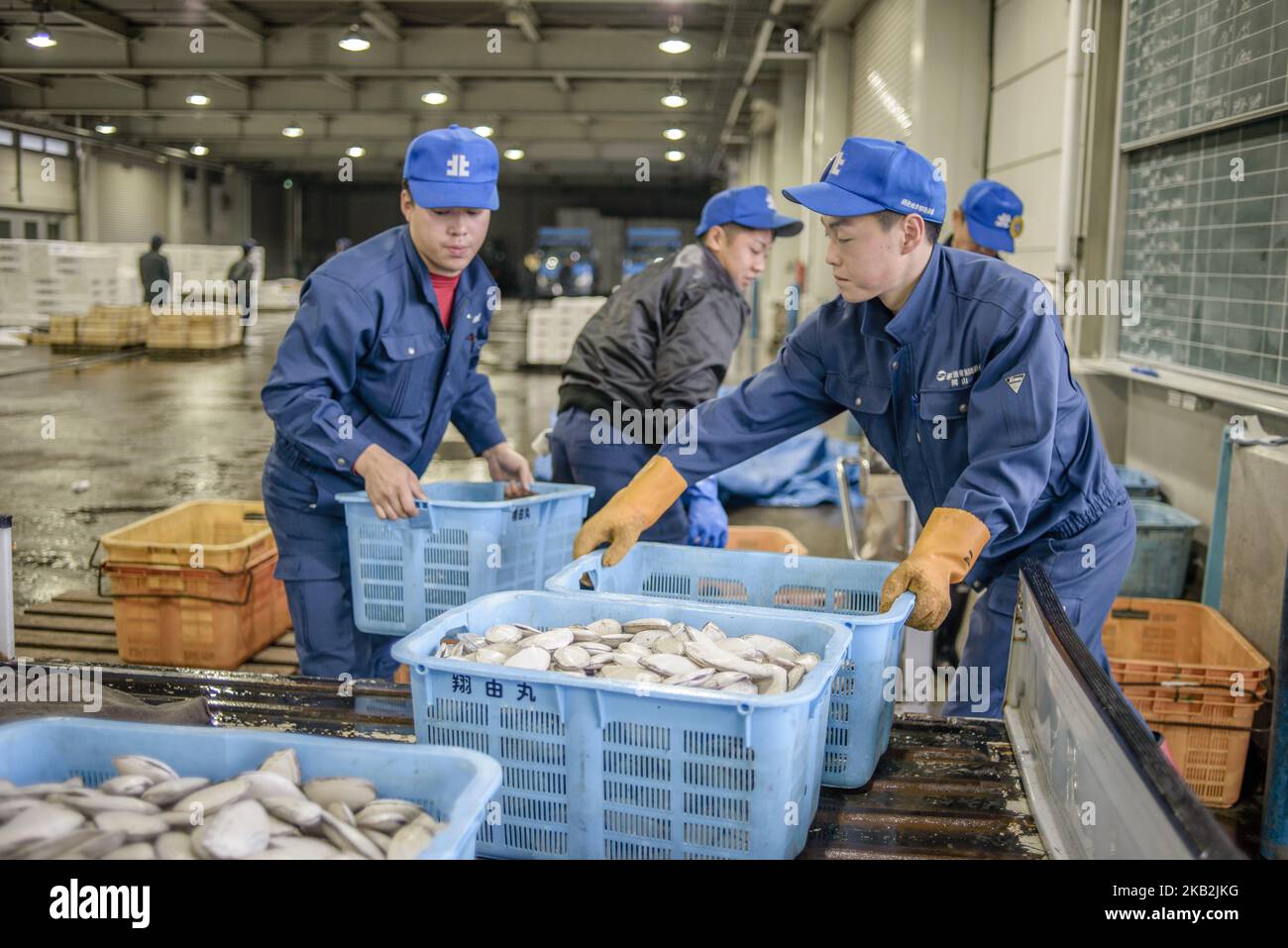 The early morning fish landing and auction at Japan Fisheries ...