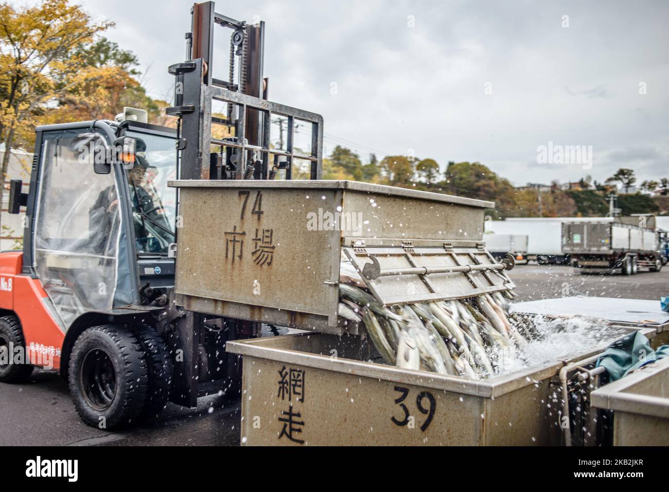 The early morning fish landing and auction at Japan Fisheries ...
