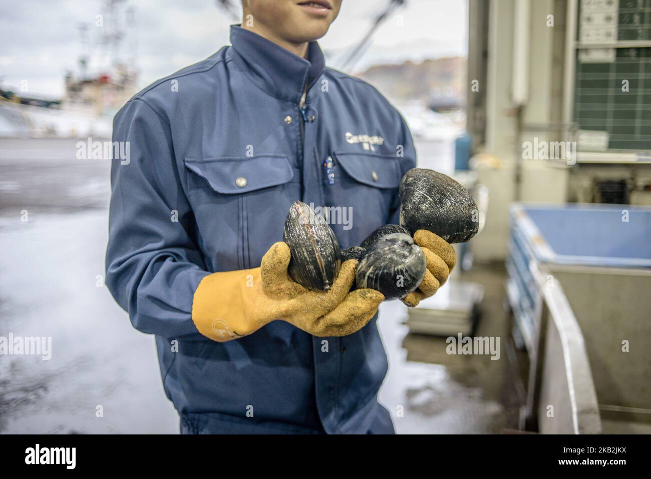 The early morning fish landing and auction at Japan Fisheries ...
