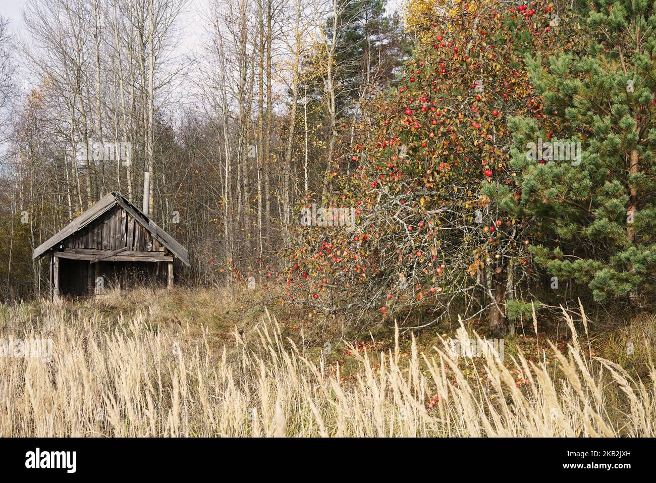 An old house hidden in the woods and apple tree without leaves in late ...