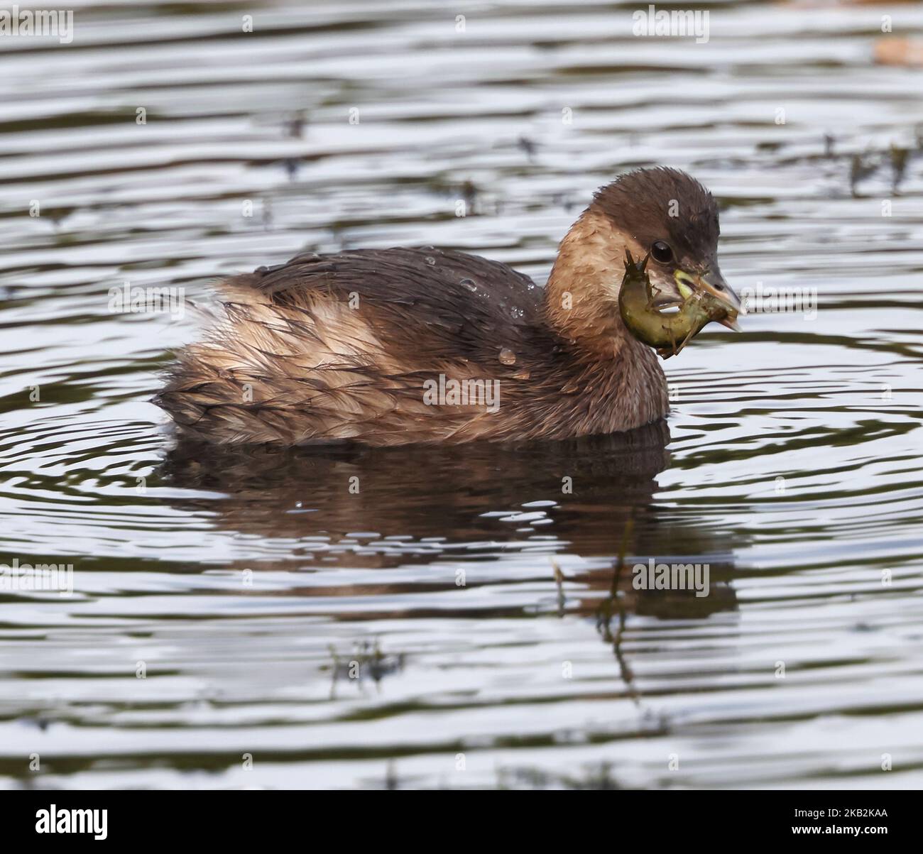 Little Grebe with a catch on Kemerton Lake Worcestershire UK Stock ...