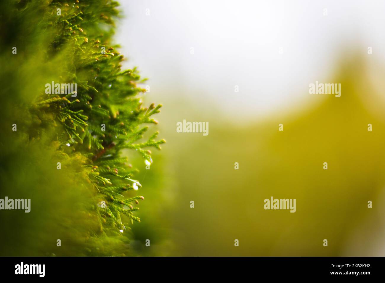 Rain tree water drop weather wet hi-res stock photography and images ...