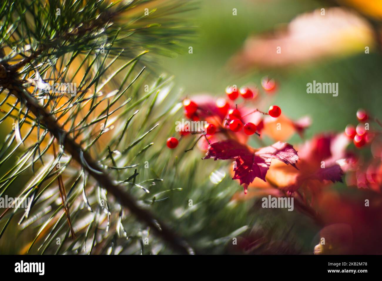 Tree branch with colorful autumn leaves and red berries close-up ...