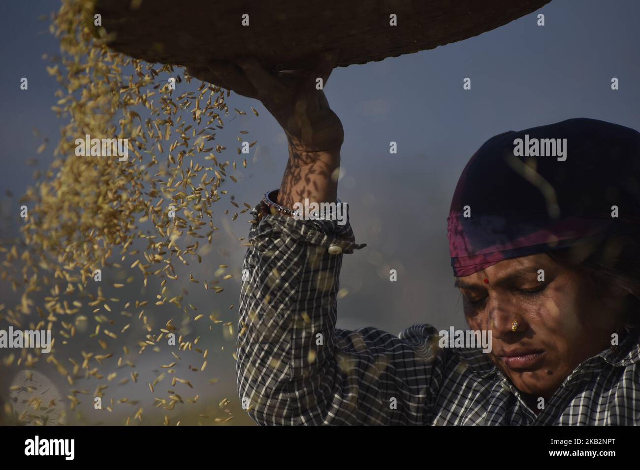 A woman separates rice grains from grains and the glumes, or husks ...