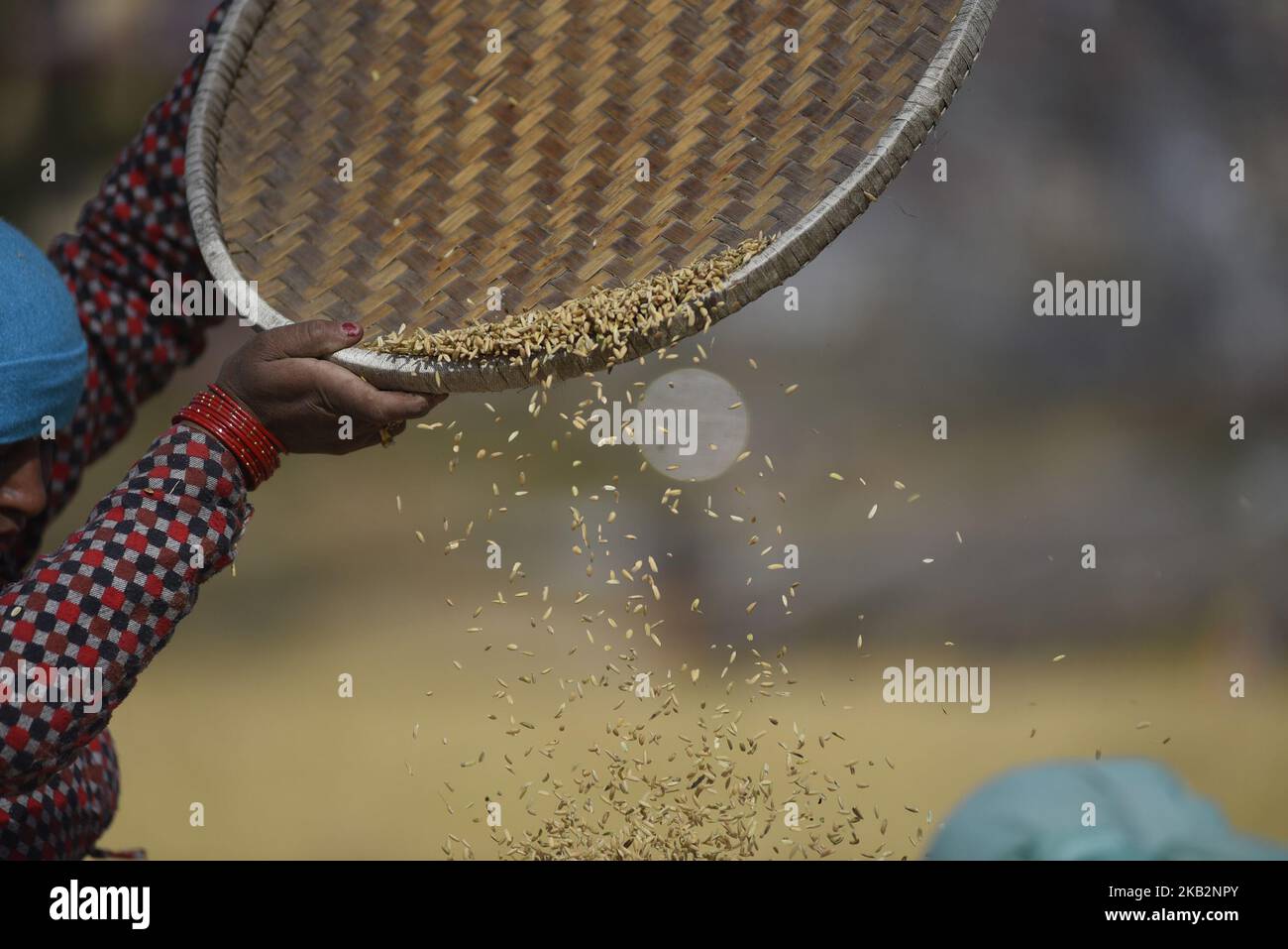 A woman separates rice grains from grains and the glumes, or husks ...