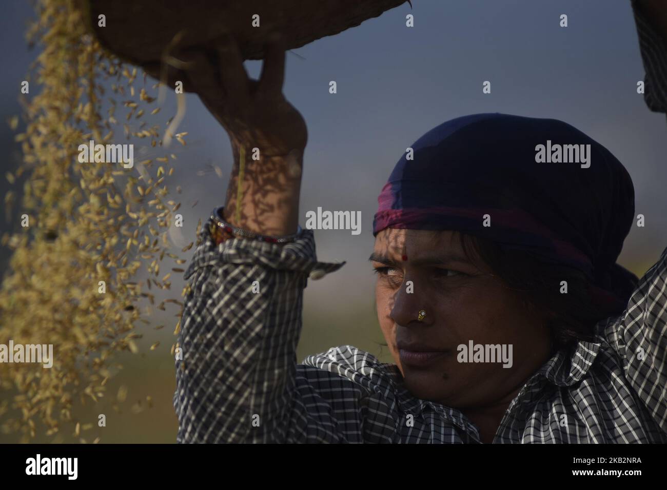 A woman separates rice grains from grains and the glumes, or husks ...