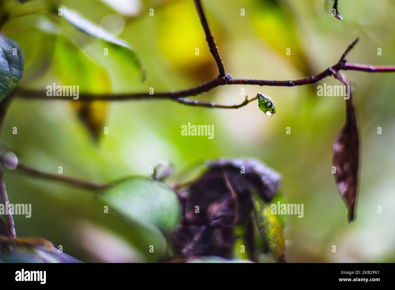 Tree branches with water drops. Autumn rainy weather Stock Photo - Alamy