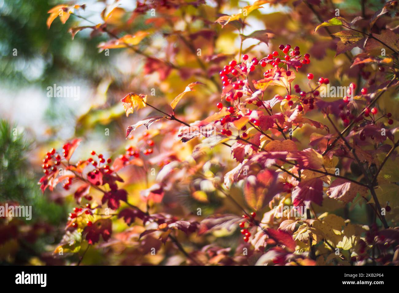 Tree branch with colorful autumn leaves and red berries close-up ...