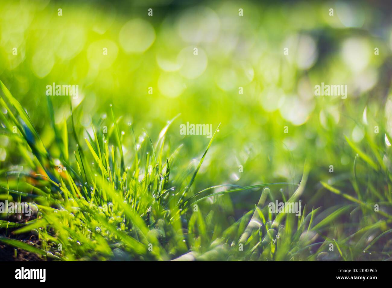 Background of natural landscape of green grass blades close up ...