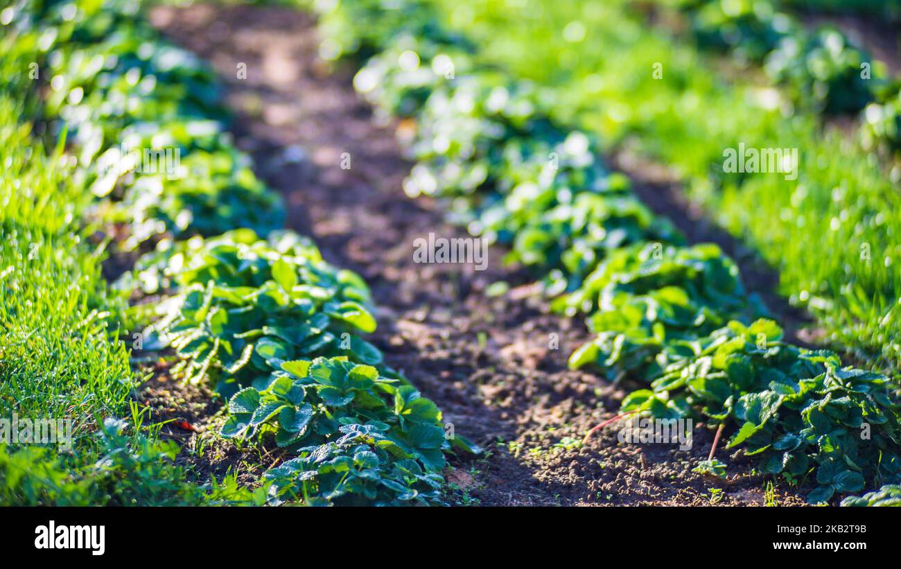 Strawberry crops planted in soil get ripe under sun. Cultivated land ...
