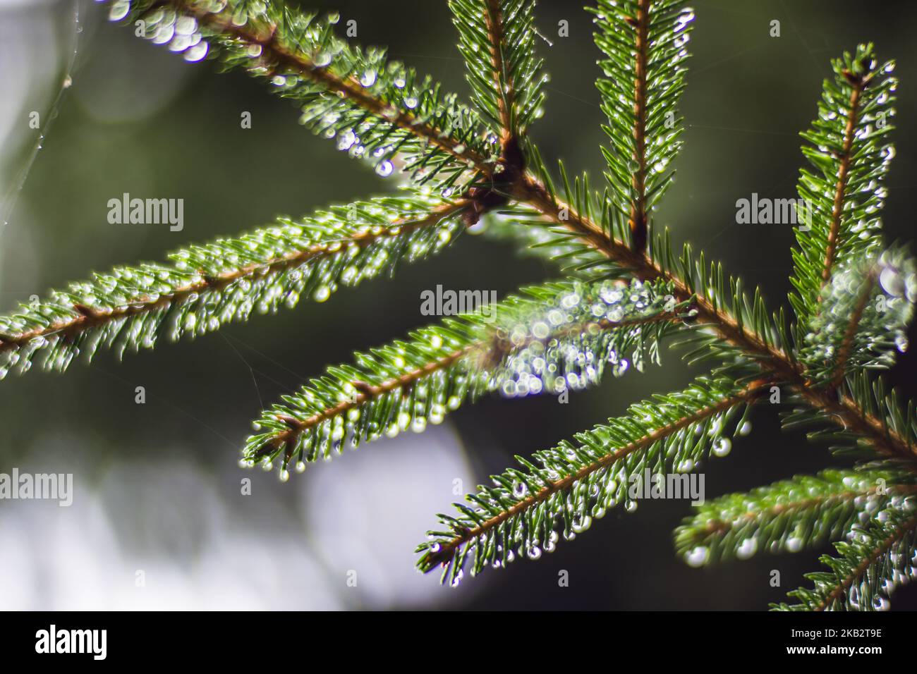 Rain forest weather nature water hi-res stock photography and images ...