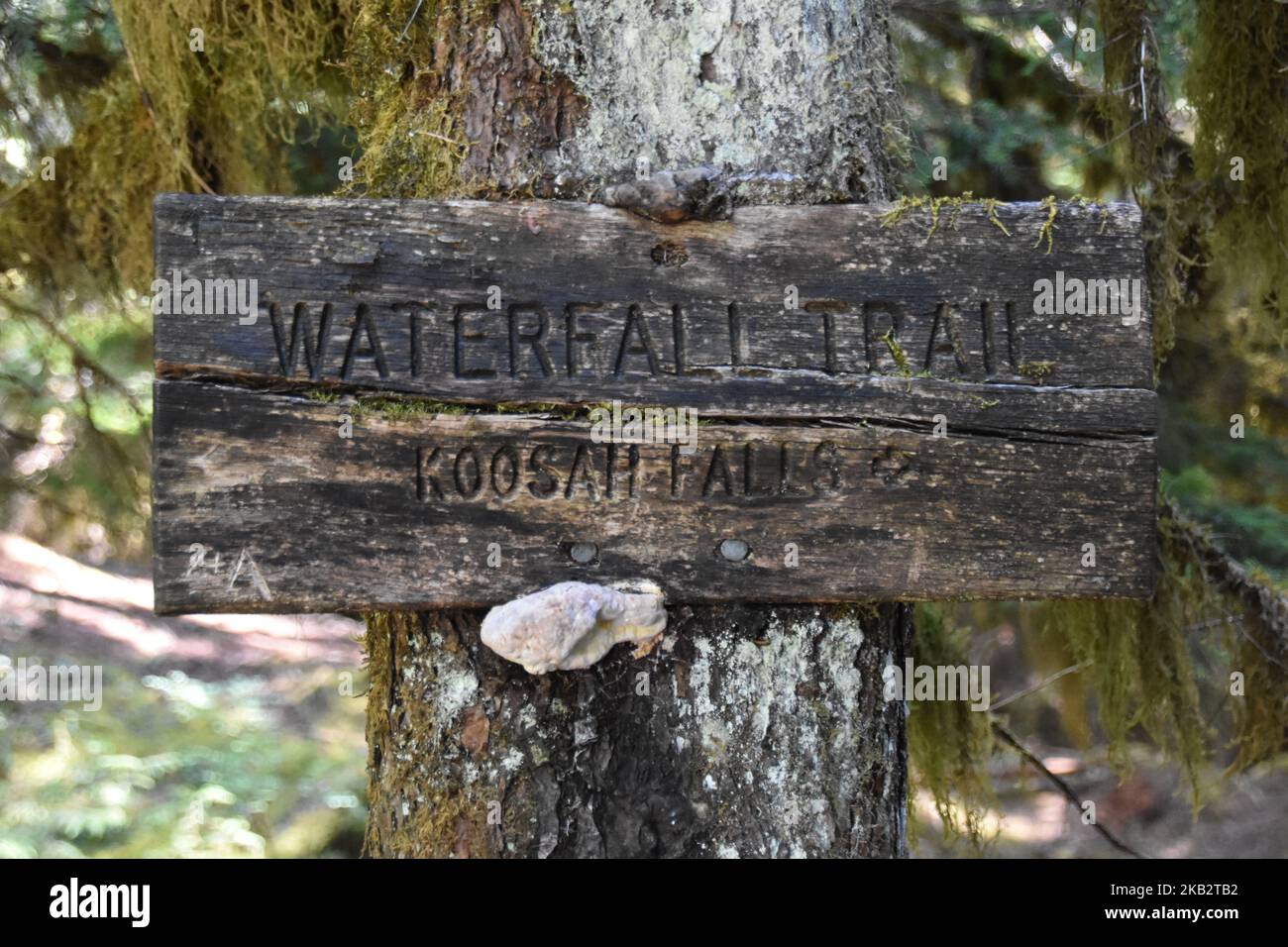 Sahalie Koosah Tamolitch falls hiking trail on McKenzie river ...