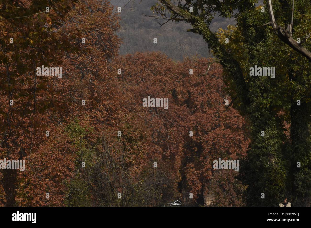 Chinar tree leaf hi-res stock photography and images - Alamy