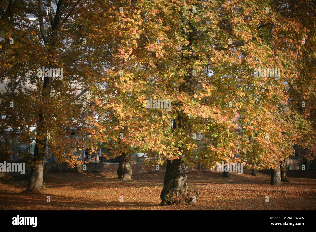People walk under the Chinar trees which have change their color in the ...