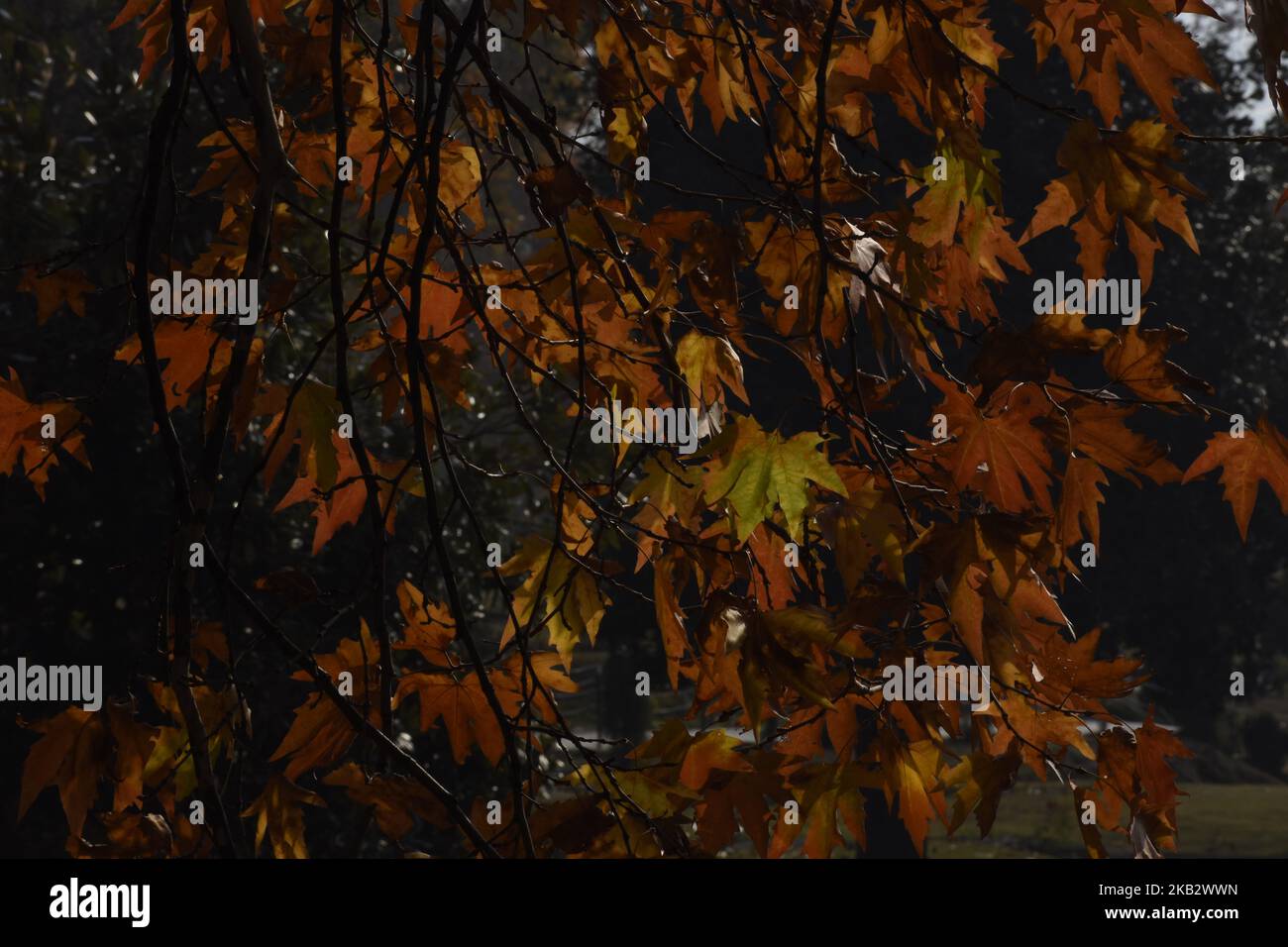 People walk under the Chinar trees which have change their color in the ...