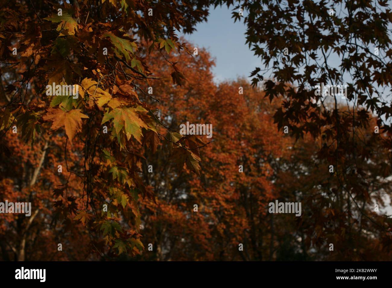 People walk under the Chinar trees which have change their color in the ...