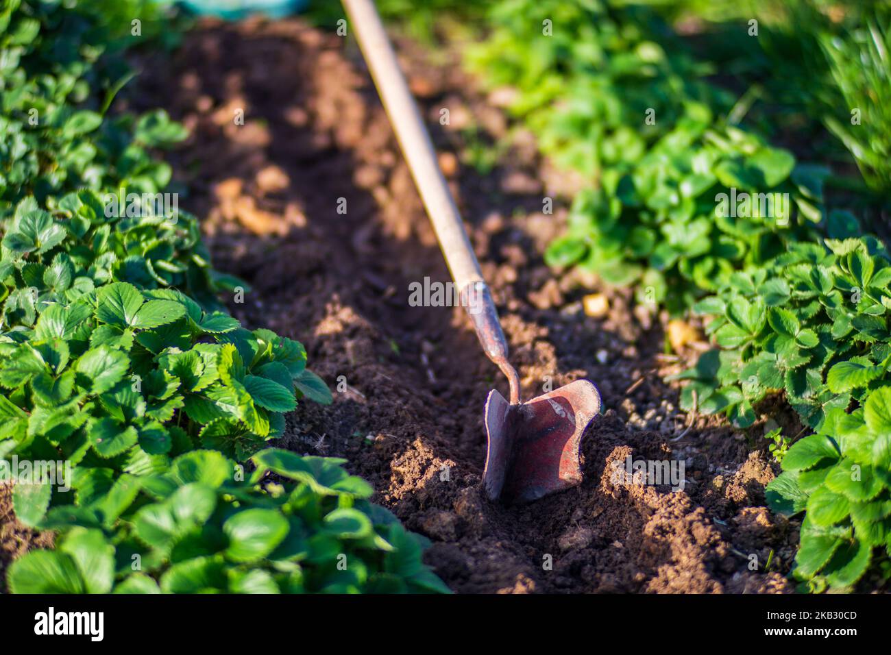 Farmer cultivating land in the garden with hand tools. Soil loosening ...