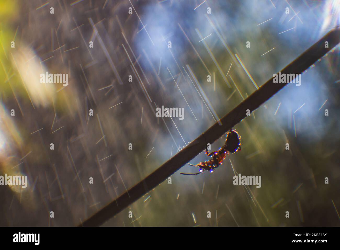 An ant in close-up is hiding from heavy rain under a tree branch upside ...